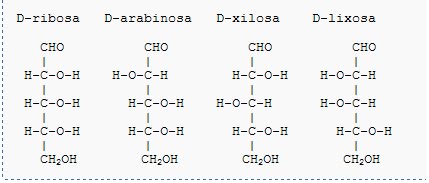 metabolismo: CICLO PENTOSAS