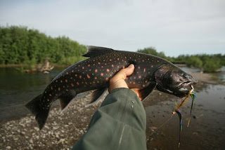 Flyfishing Russia: Levaya River, Kamchatka Peninsula, July 2010