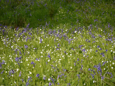 Walking in the country: Thatcham and the River Enborne