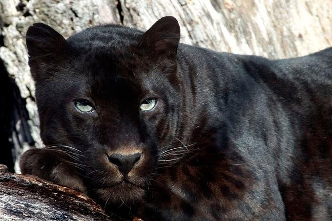 A pantera negra - Mundo Animal