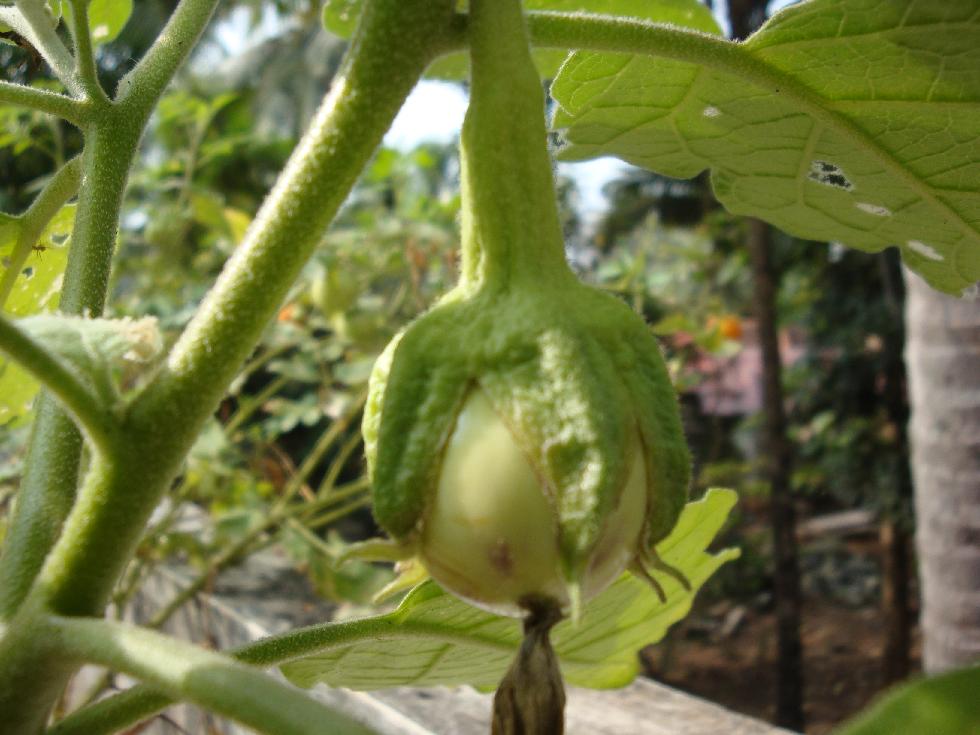 Organic micro farm and vegetable terrace garden : Growing Purple ...