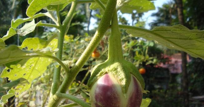 Organic micro farm and vegetable terrace garden : Growing Purple ...