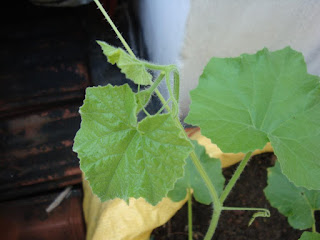 Organic micro farm and vegetable terrace garden : Snake Gourd (Padavalam)