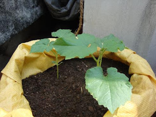 Organic micro farm and vegetable terrace garden : Snake Gourd (Padavalam)