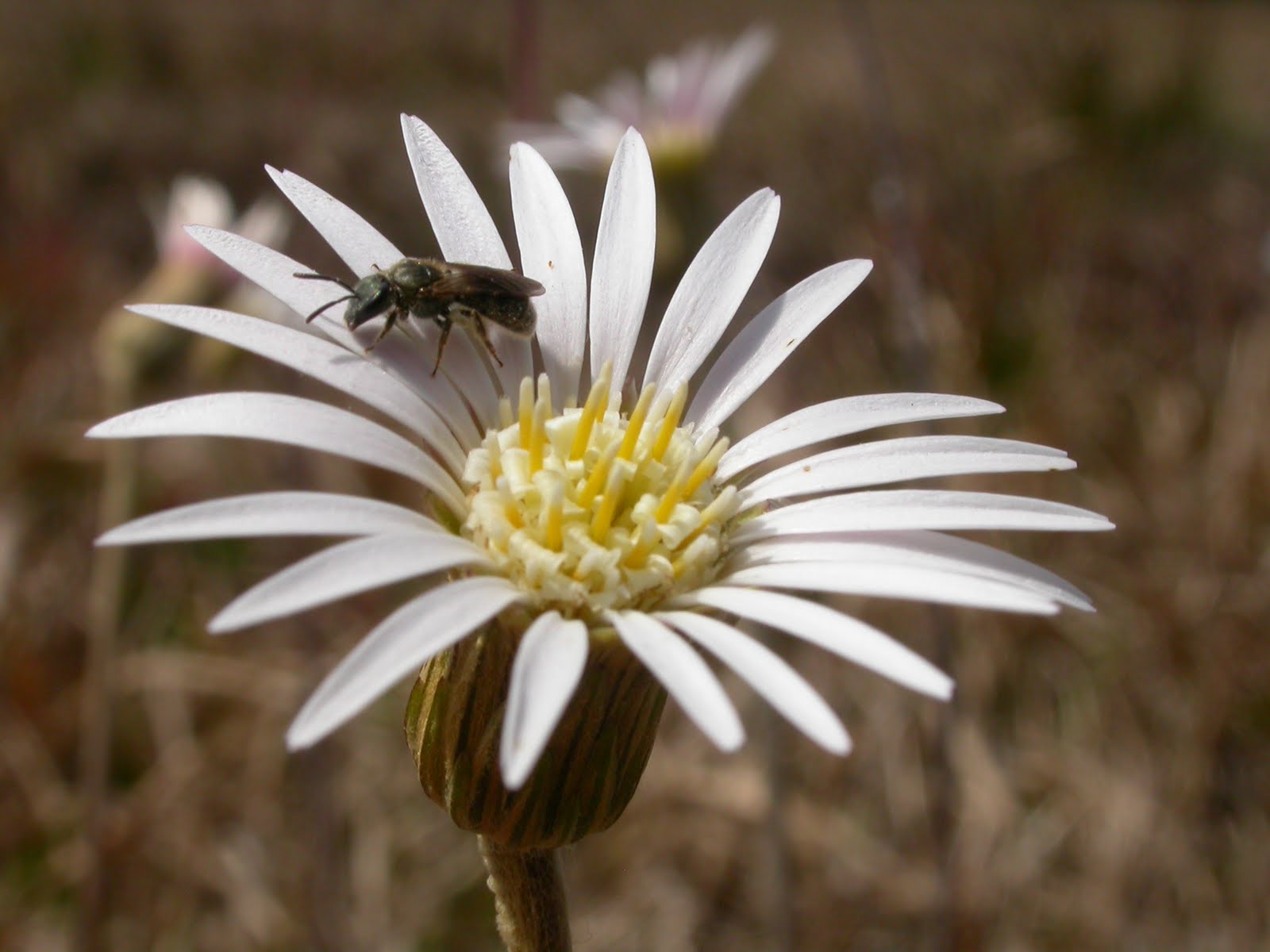 Through Handlens and Binoculars: Composites Blooming in March?