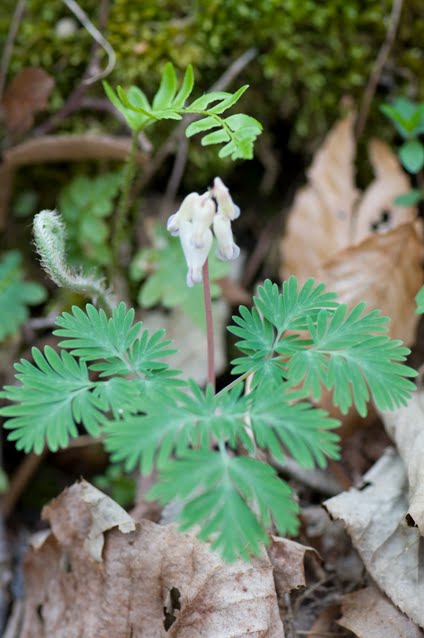 Nature Reporters: Morels, mites and a Puccoon