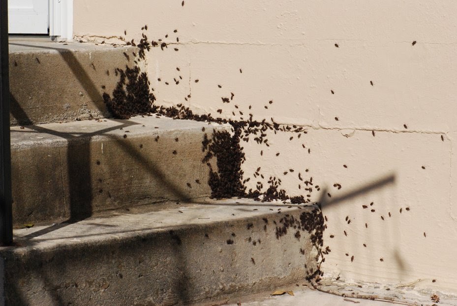 Nature Reporters: Invasion of the Boxelder Bugs!!!