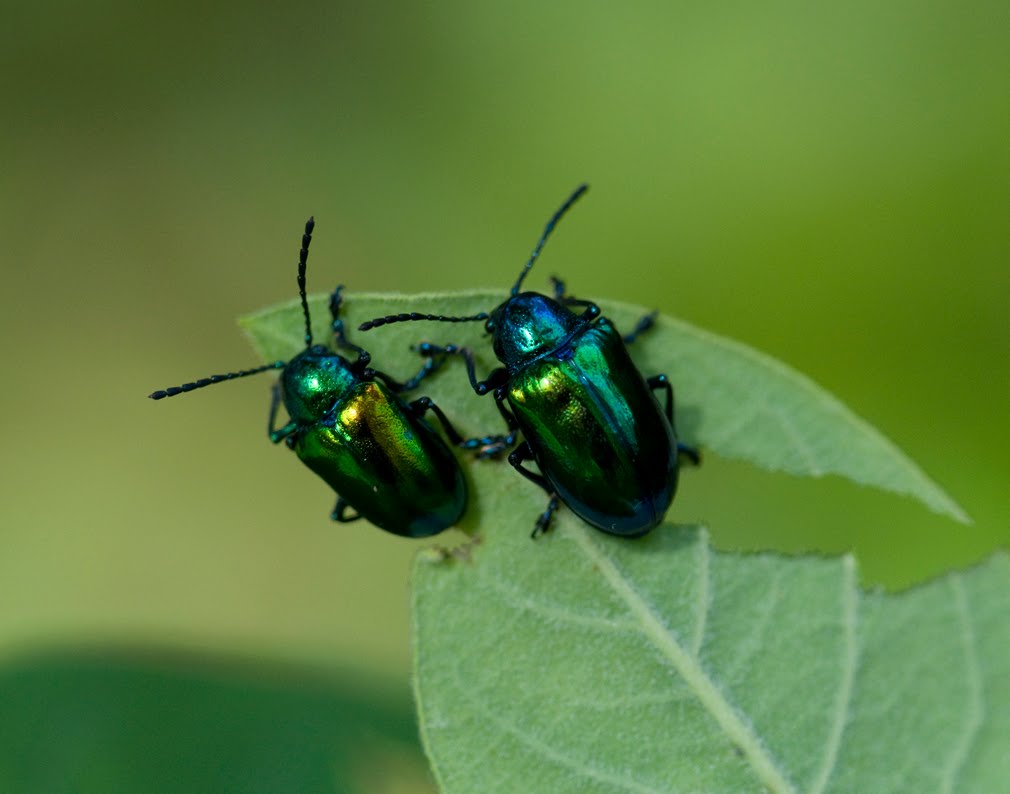 Nature Reporters: Interesting insects