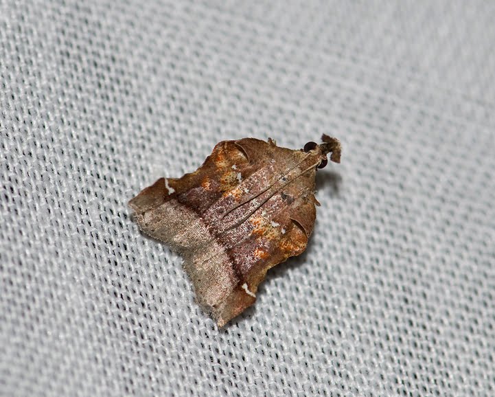 Nature Reporters: The babies are growing, a weird moth and a strange ...