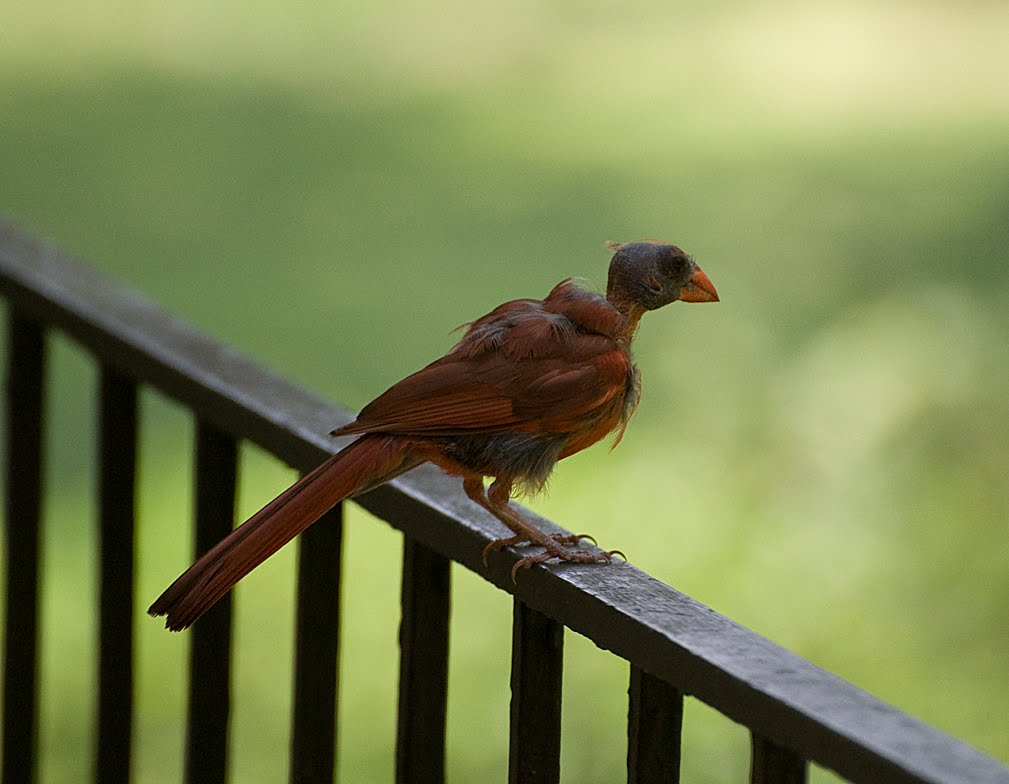 Nature Reporters: Baby birds, hummingbirds and a "bald Cardinal"