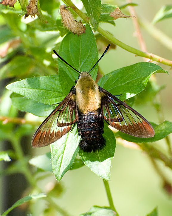 Nature Reporters: Baby birds, hummingbirds and a "bald Cardinal"