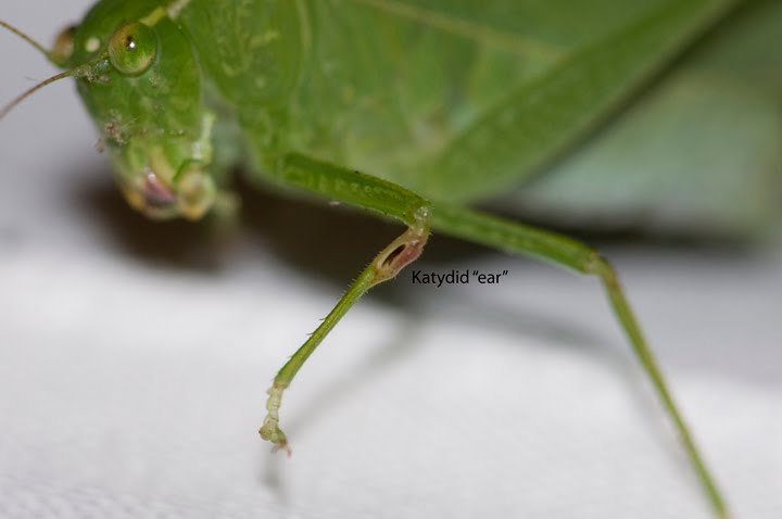 Nature Reporters: 2010-08-08