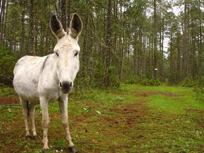 CONTAMINADOR: JAKOBSON Y PIERRE “EL BURRO BLANCO”