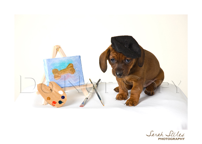 Dachshund Puppies! - {Utah and Idaho Pet Photographer}