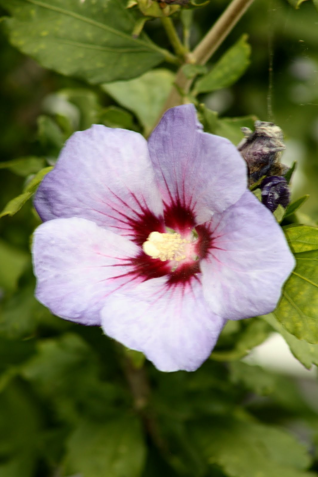 Frøken Solhat: Syrisk rose