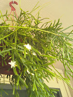 The Rainforest Garden: Plant Profile - Rhipsalis (Mistletoe Cactus)