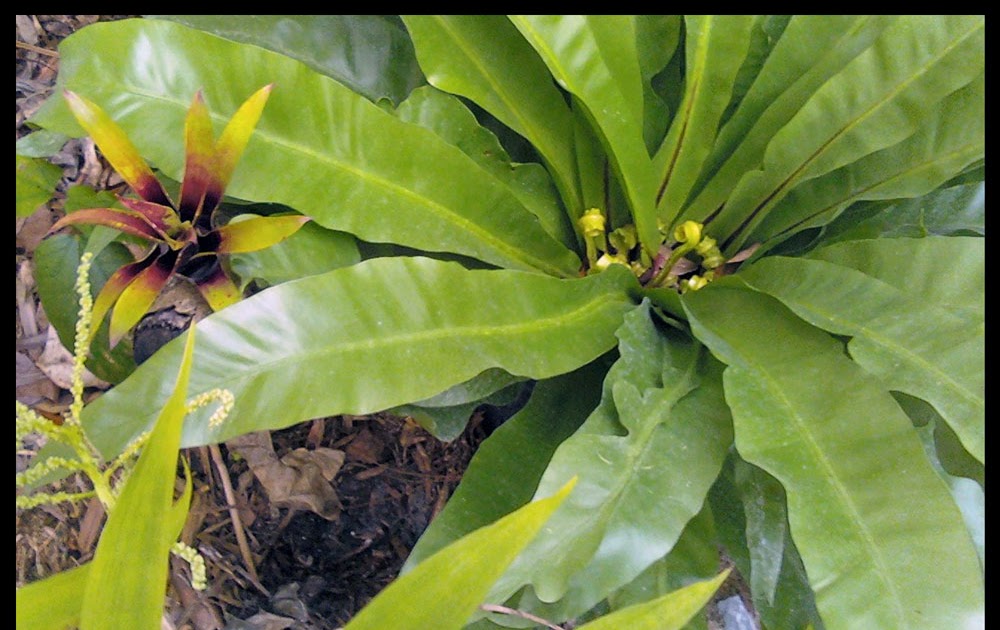 The Rainforest Garden: "Lady Gaga" the Fern