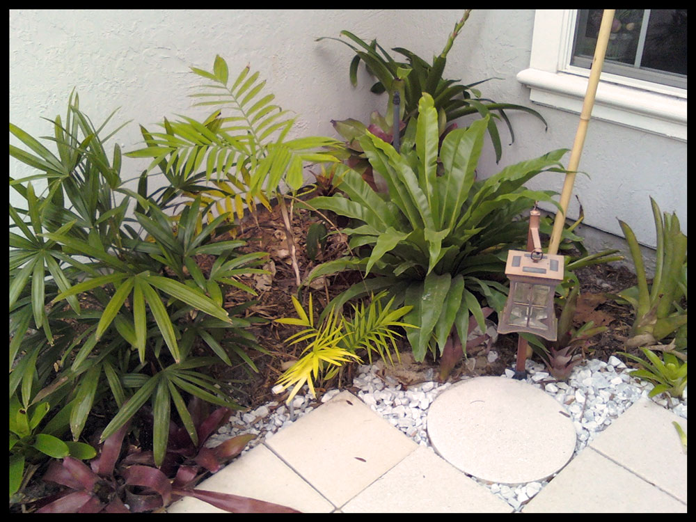 The Rainforest Garden: "Lady Gaga" the Fern