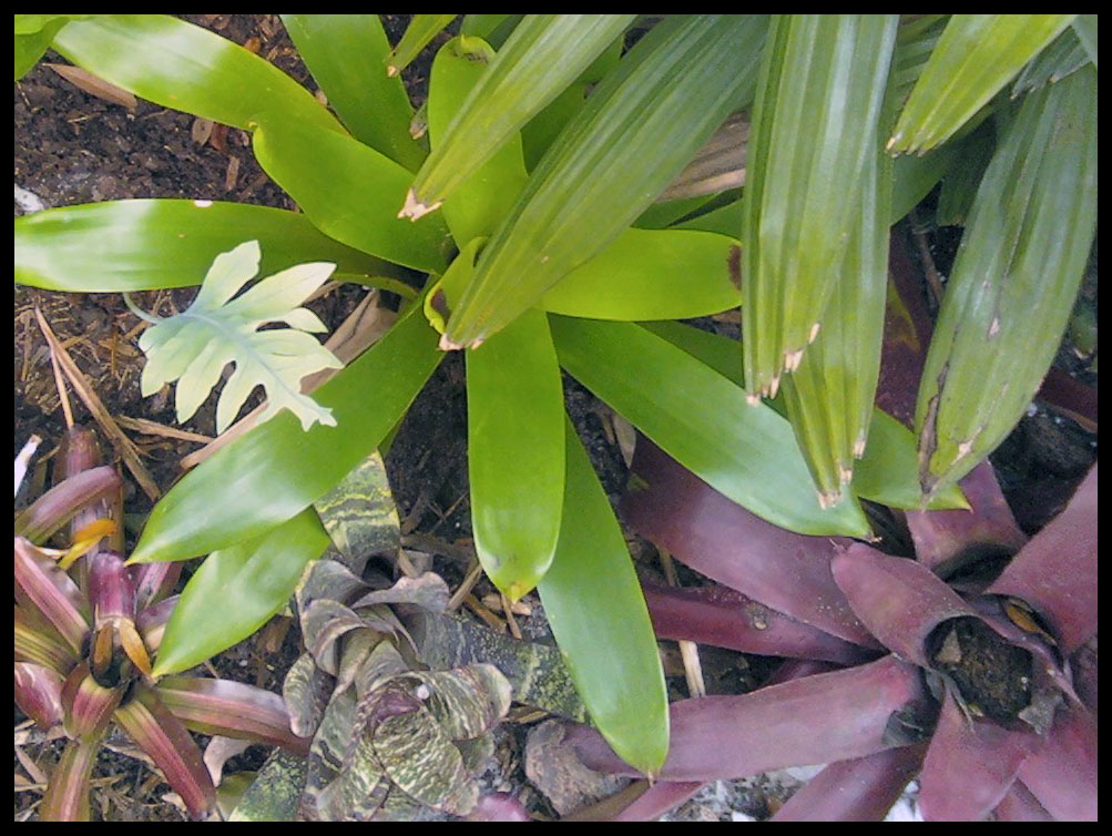 The Rainforest Garden: "Lady Gaga" the Fern