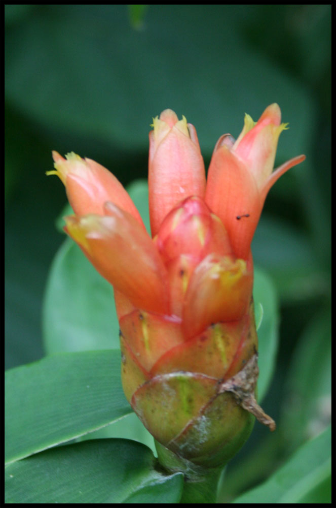 The Rainforest Garden: 5 ways to have a tropical garden wherever you live