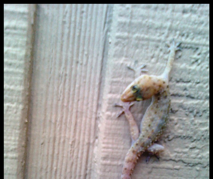 The Rainforest Garden: A Gecko Obituary, Earth Stars Reborn