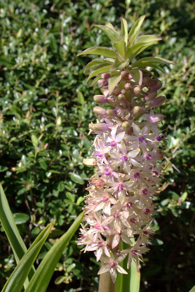 The Rainforest Garden: Eucomis Comosa