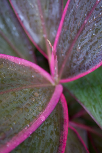 The Rainforest Garden: Ti Plant "Red Sister"