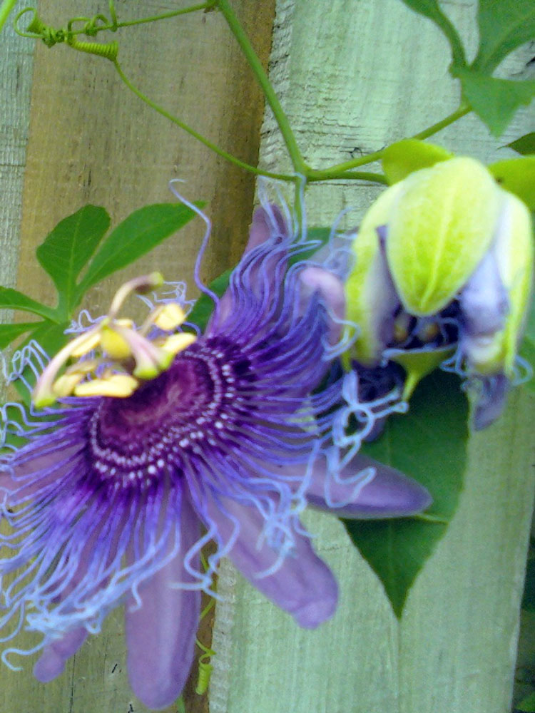 The Rainforest Garden: Maypop Fruit!