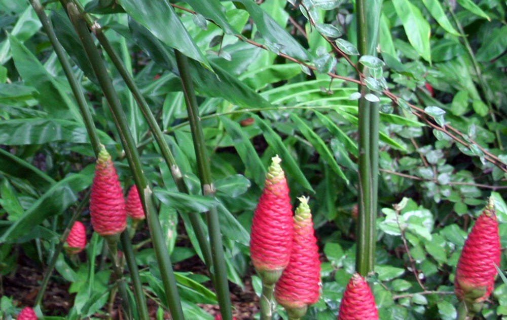 The Rainforest Garden: My Favorite Photos of the Year