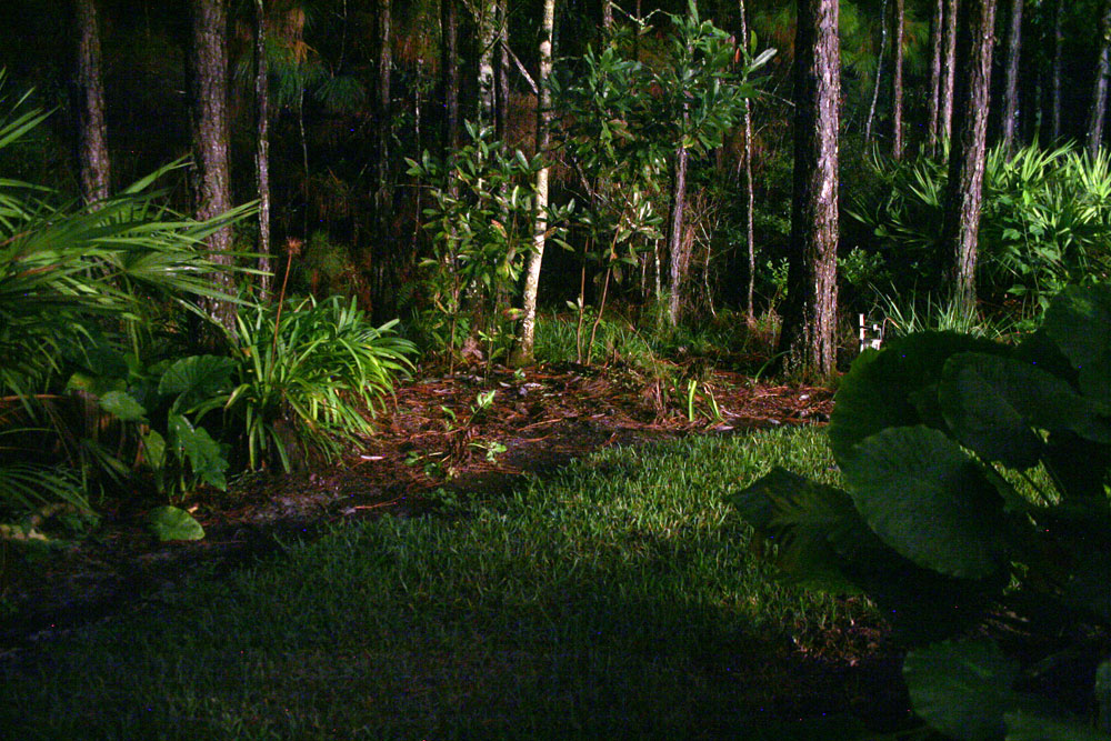 The Rainforest Garden: Photos of the Garden at Night