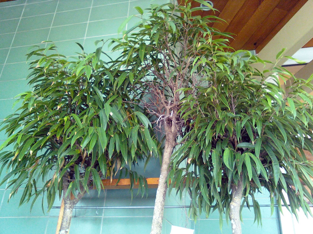 The Rainforest Garden: Fiscus Palm, Anyone?