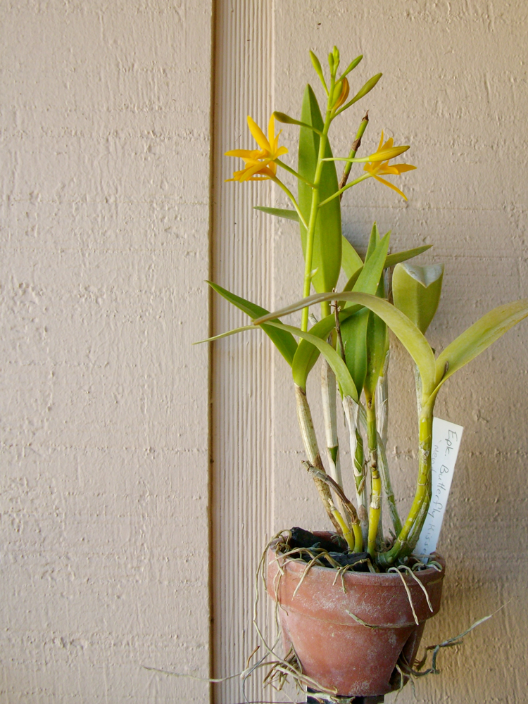 The Rainforest Garden: Orchids Blooming Today!
