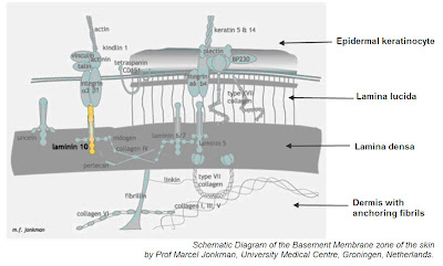 Teaching Dermatopathology: 15. Dermal Epidermal Vesiculobullous pattern