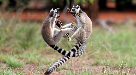 Lemurs: Lemurs Rock!