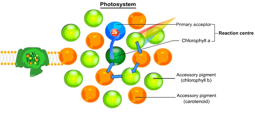 BIOLOGY FORM 6: Photosynthesis