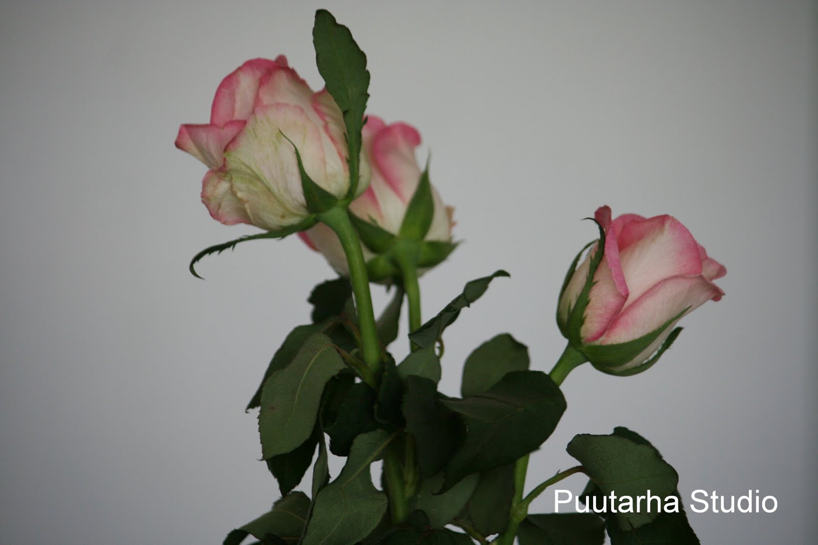 Sarin puutarhat: Reilun kaupan ruusut, nyyh