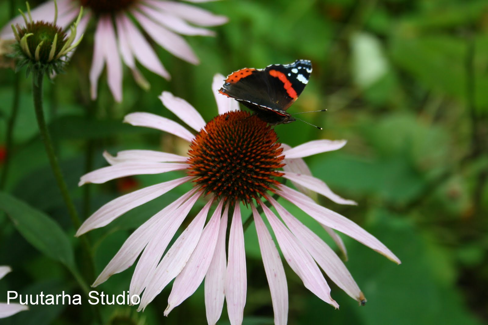 Sarin puutarhat: Lisää perhosia puutarhaan...