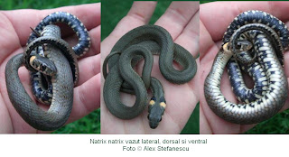 Lynnu sp. (species): Natrix natrix sau Sarpele de casa