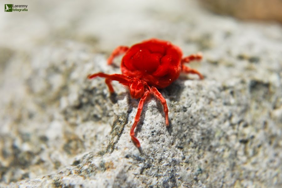 Artrópodos: ARÁCNIDOS