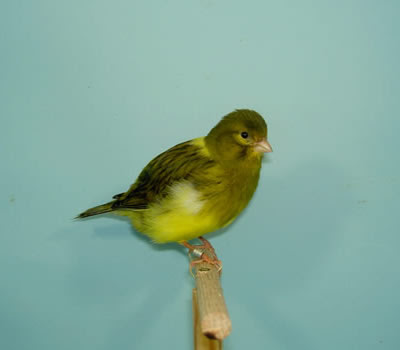 Mundo dos Canários: Fife Fancy