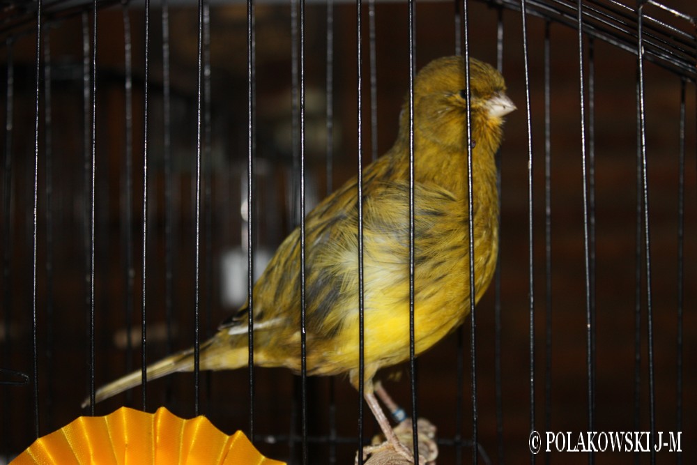 Mundo dos Canários: Border Fancy