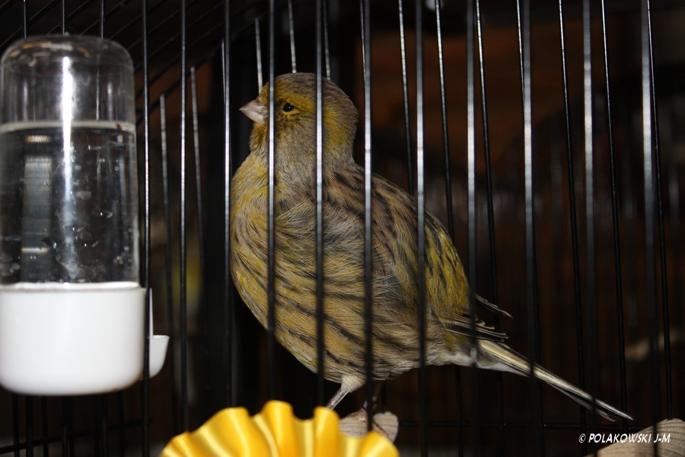 Mundo dos Canários: Border Fancy