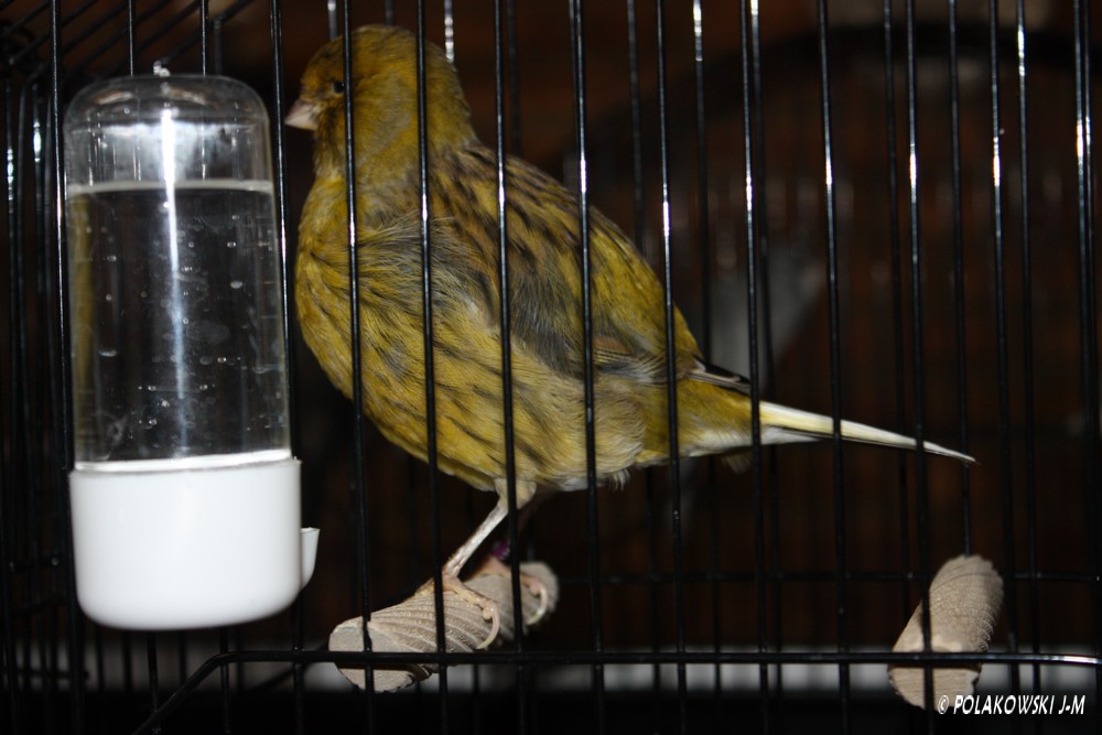 Mundo dos Canários: Border Fancy