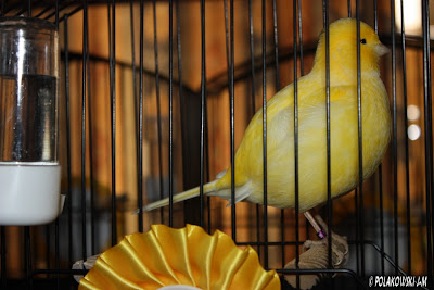 Mundo dos Canários: Border Fancy