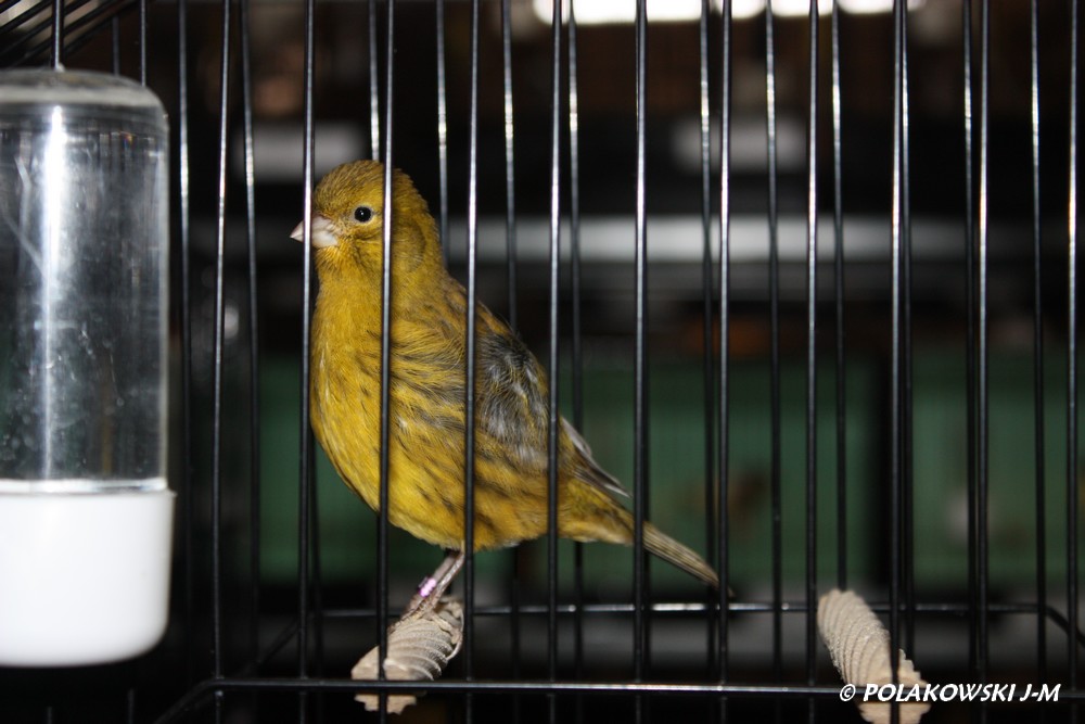 Mundo dos Canários: Fife Fancy