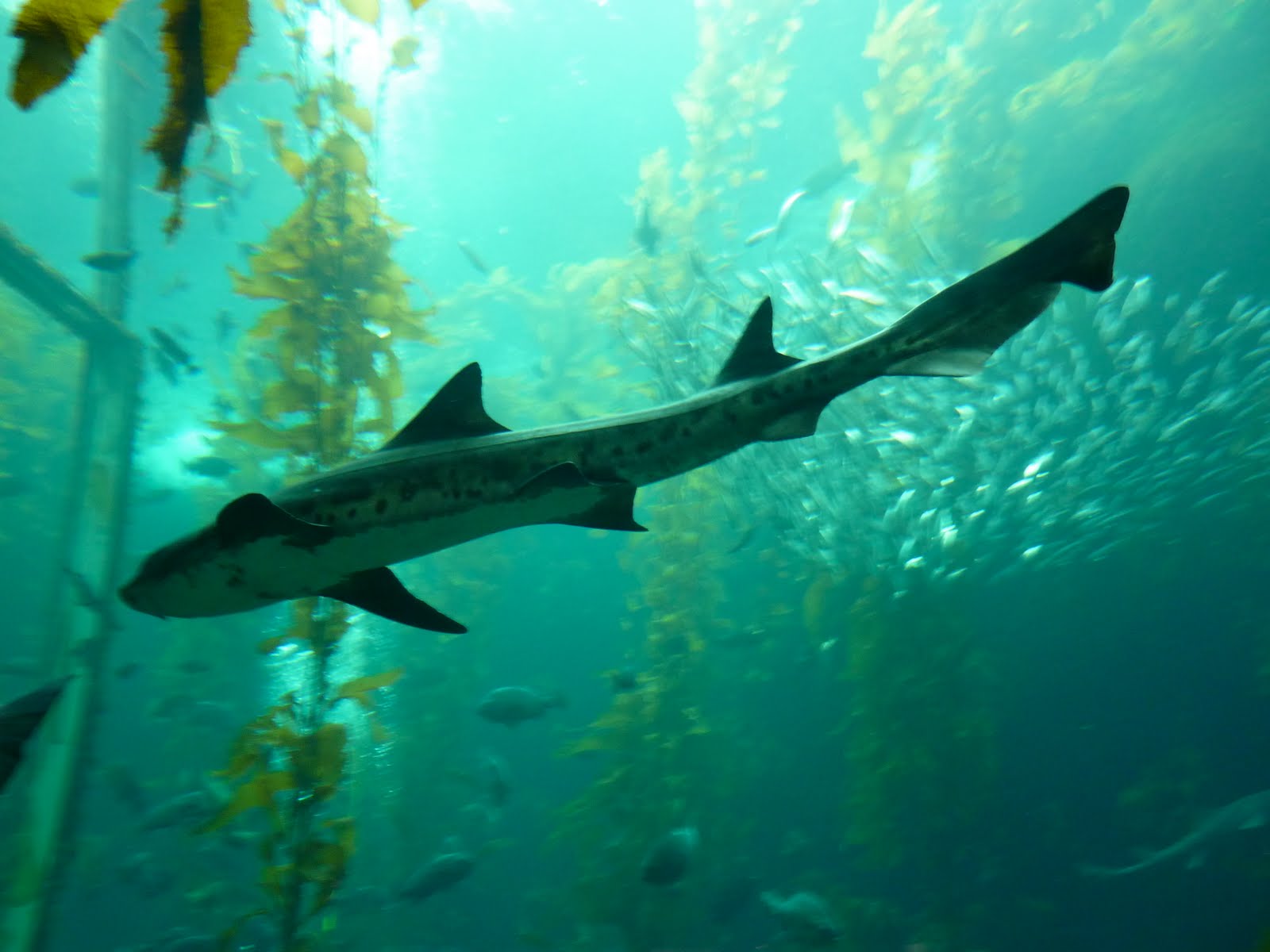 Best Friends Norwalk: Wild Animal Wednesday! Shark Week at Mystic Aquarium