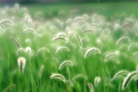 GSPDI House Of All Nations: LALANG