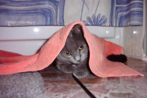 Aku Ke Ini | Blog Pandangan Diri: KUCING MERAJUK COMEL