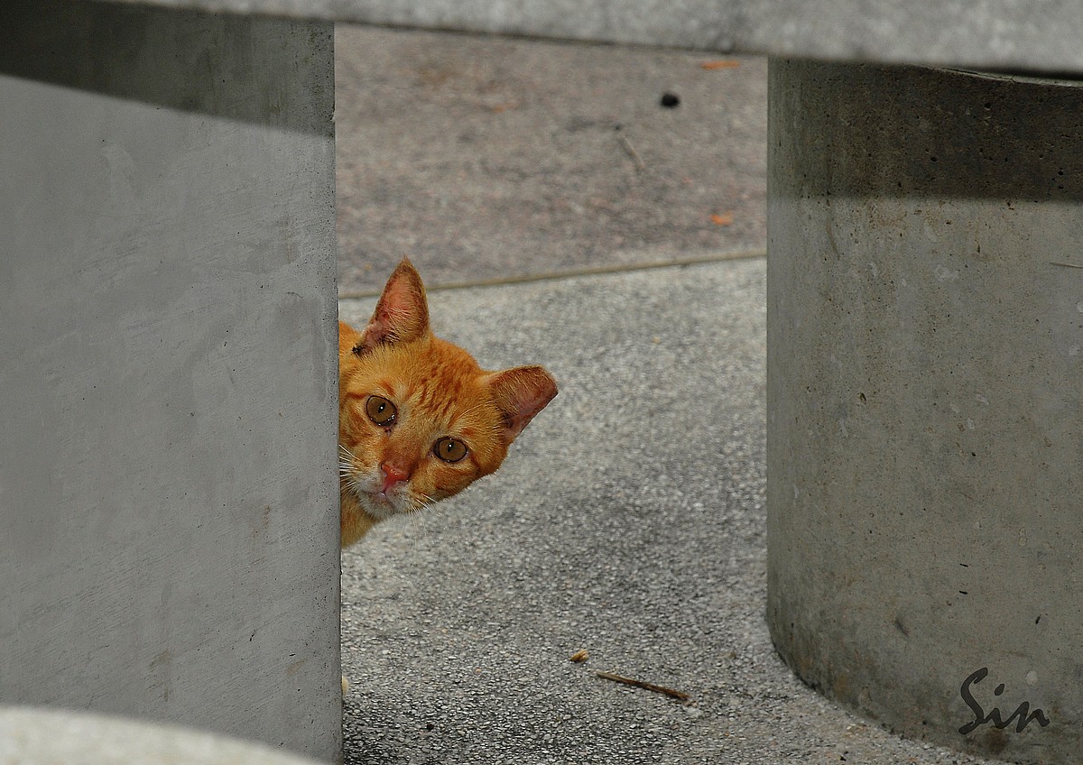 Aku Ke Ini | Blog Pandangan Diri: KUCING MERAJUK COMEL LAGI