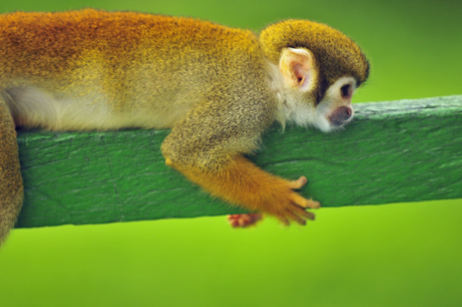 VIAGENS, IMAGENS E PENSAMENTOS ( Helena Afonso): O SOL E A MAJESTOSA ...